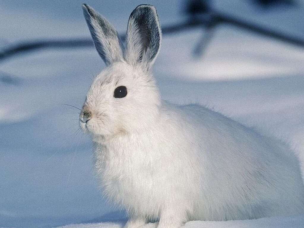 Animales Clonados: Historia, Especies y Conejos | Mundo Conejo
