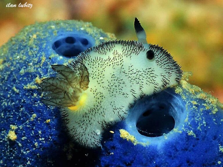 El Misterioso Conejo de Mar: Más Allá del Nombre | Mundo Conejo