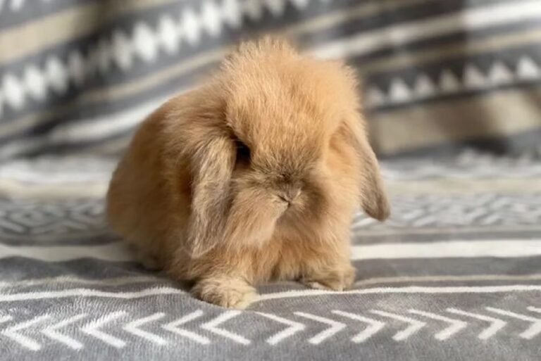 Todo sobre el Conejo Mini Lop | Mundo Conejo