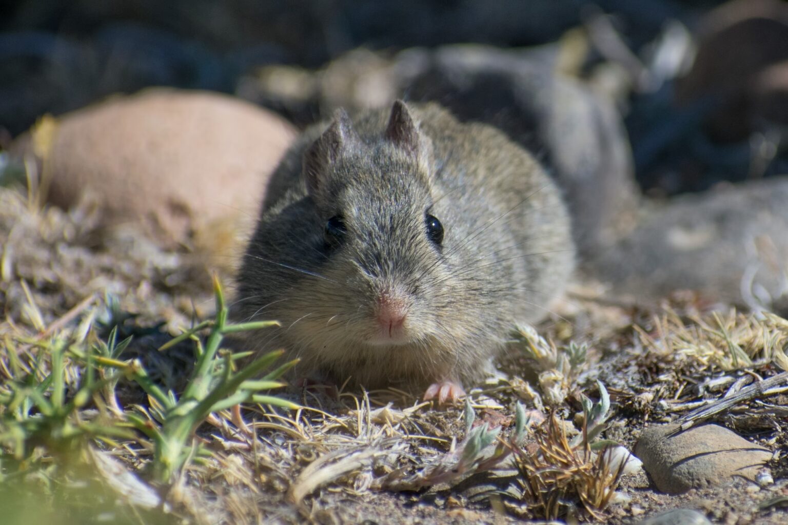 ¿Existe el animal rata-conejo? Descubre la verdad | Mundo Conejo