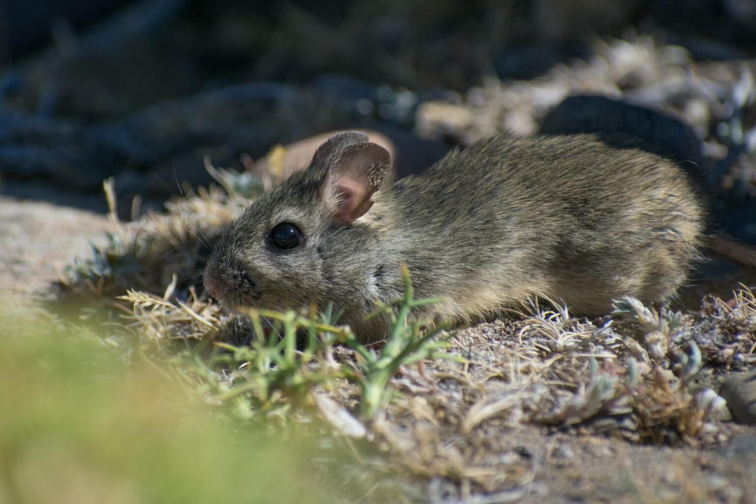 ¿Existe el animal rata-conejo? Descubre la verdad | Mundo Conejo