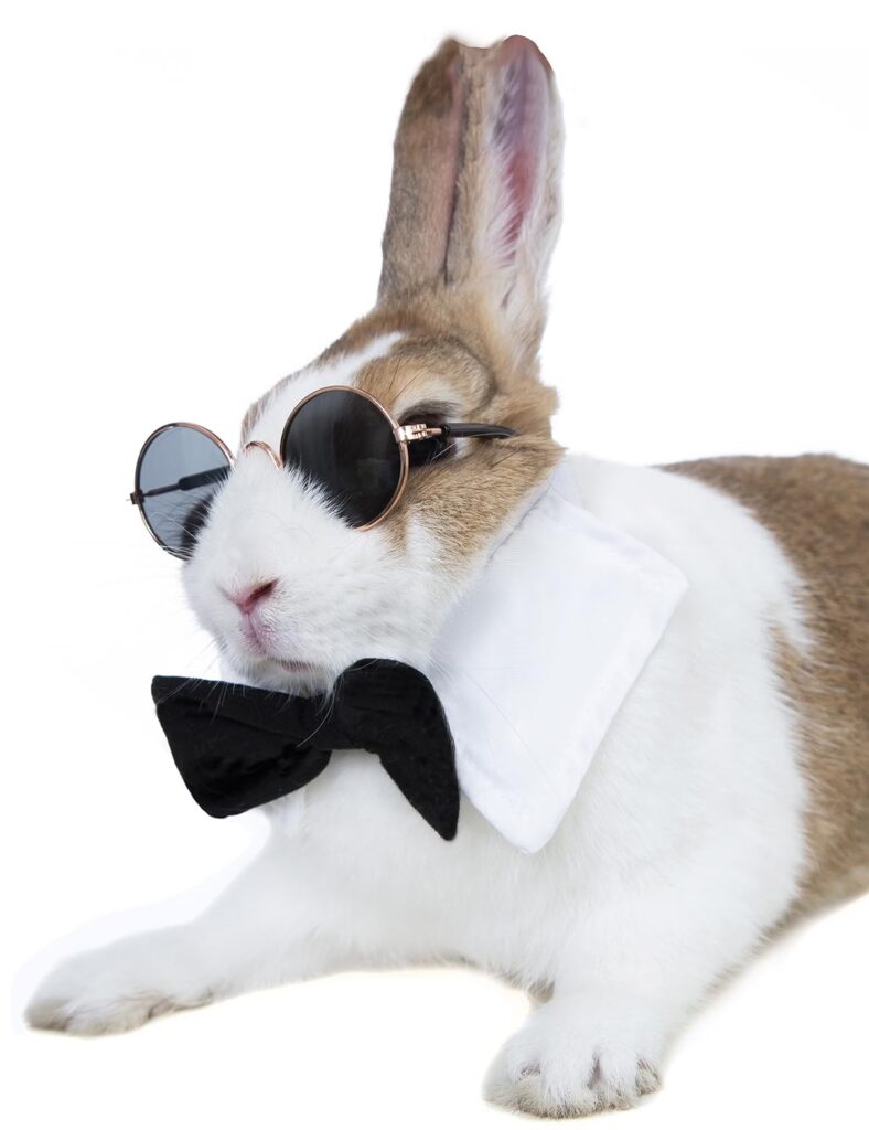 ¿Qué Significa el Conejo con Corbata? | Mundo Conejo