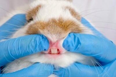 La Dentición del Conejo: Guía Esencial | Mundo Conejo