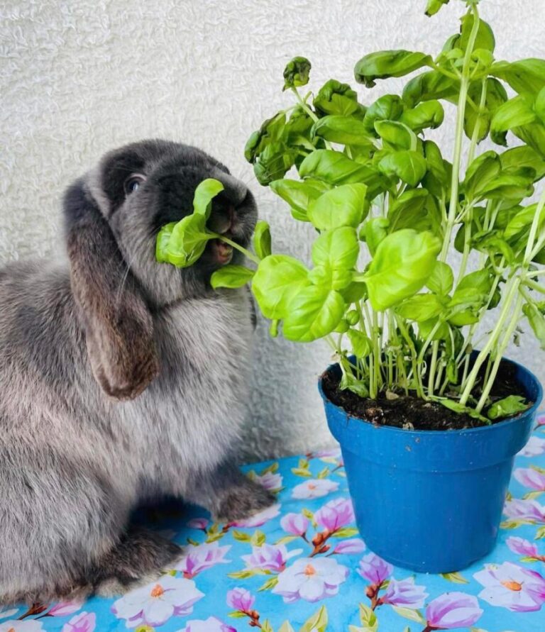 Hierbas y Plantas: El Manjar Ideal para Conejos | Mundo Conejo