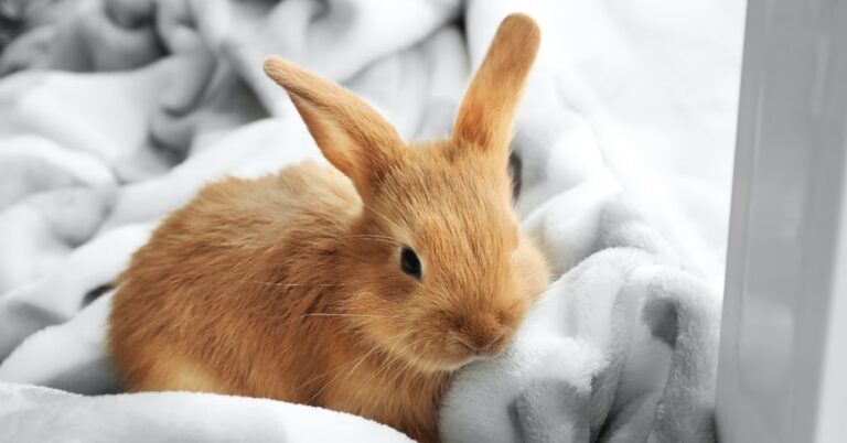 ¿Qué Climas Habitan los Conejos? | Mundo Conejo