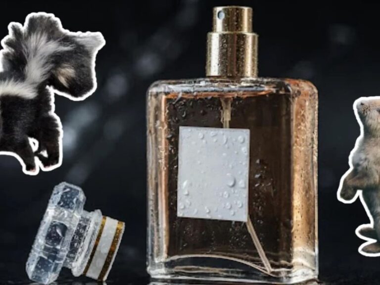 ¿Orina de Conejo en Perfumes? Mitos y Realidad | Mundo Conejo