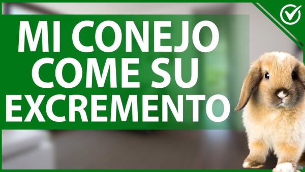 ¿Qué Bacterias Hay en la Caca de Conejo? | Mundo Conejo