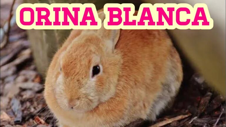 Colores de Orina en Conejos: Guía Completa | Mundo Conejo