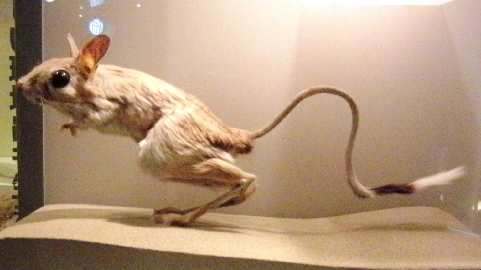 La Rata Conejo: Un Roedor con Rasgos Sorprendentes | Mundo Conejo